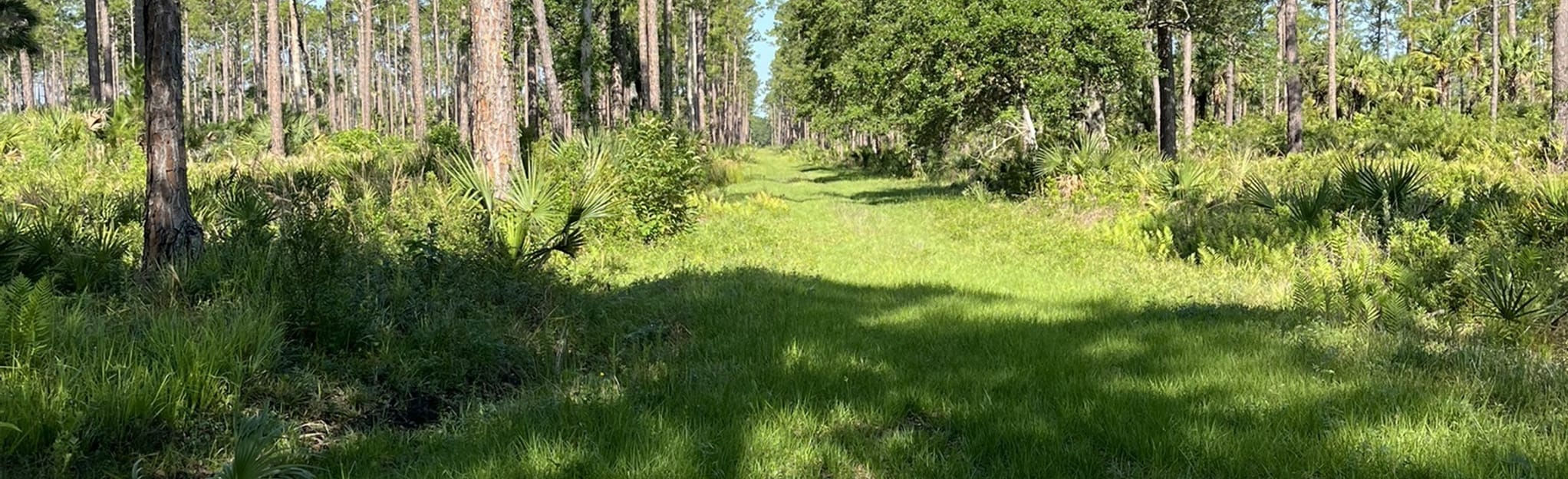 Tosohatchee Wildlife Management Area White, Yellow, and Florida Trail ...