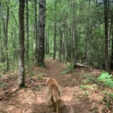 Koomer Ridge Trail, Kentucky - 563 Reviews, Map | AllTrails