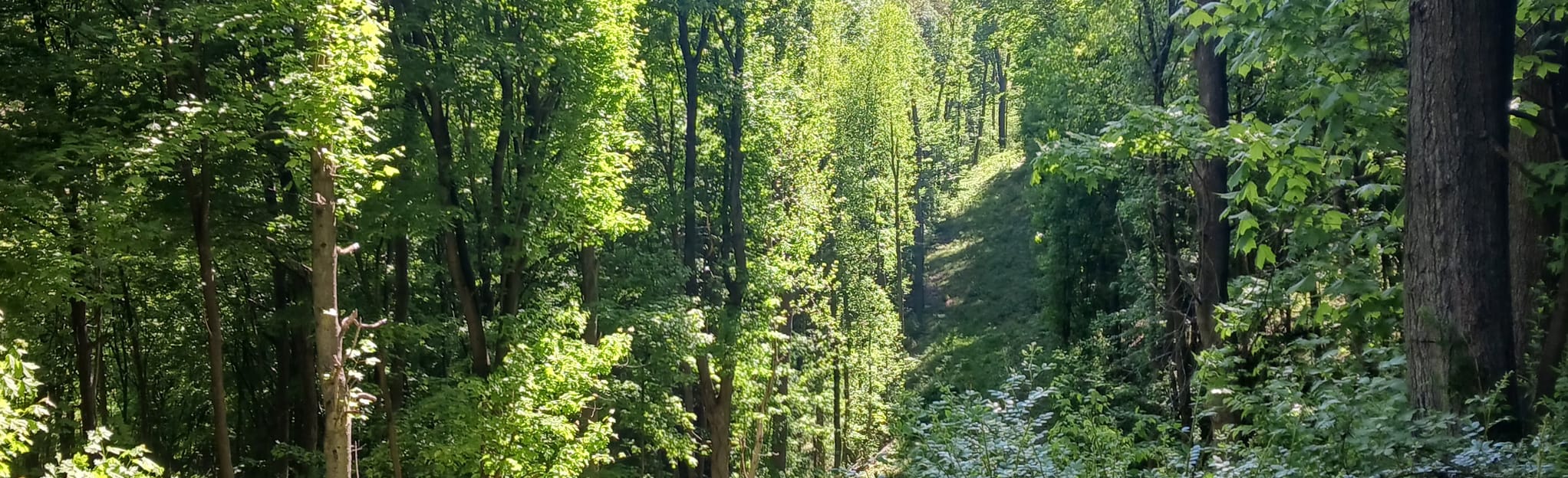 Duff Park Loop: 286 Reviews, Map - Pennsylvania | AllTrails