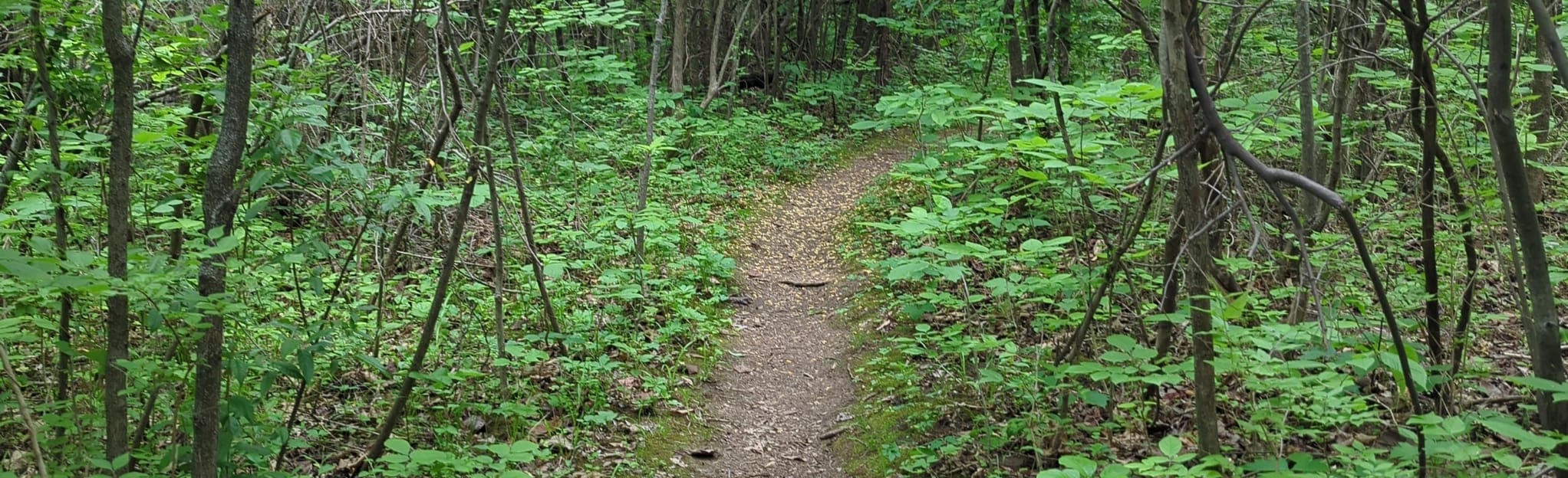 Wildlife Habitat Trail, Missouri - 272 Reviews, Map | AllTrails
