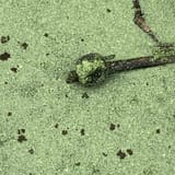 Joyce WMA Swamp Walk Nature Trail, Louisiana - 57 Reviews, Map | AllTrails