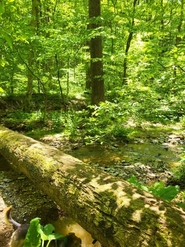Best Hikes and Trails in Mount Penn Preserve | AllTrails
