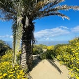 Sunset Cliffs Park Trail, California - 893 Reviews, Map | AllTrails