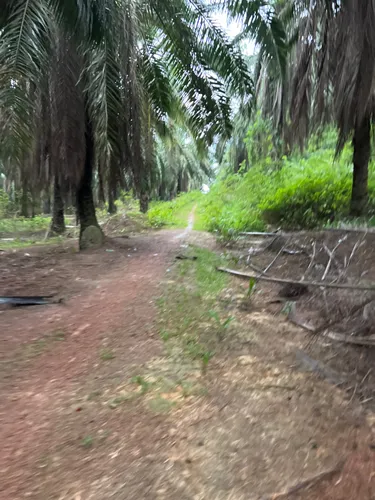 2023 Best Trails, Walks, and Paths in Padang Serai | AllTrails