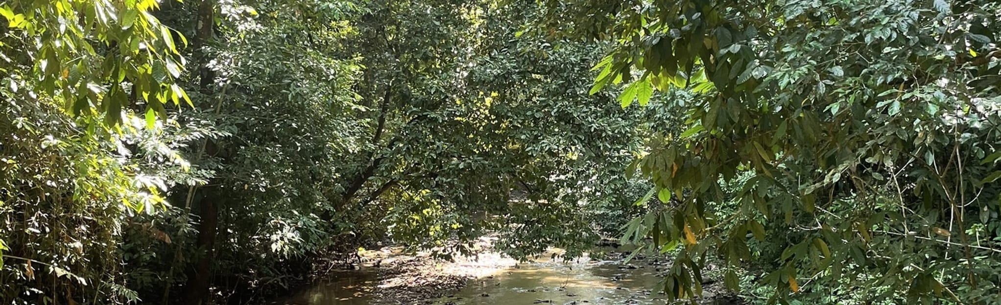 Quebrada Bonita Trail: 17 Reviews, Map - Puntarenas, Costa Rica | AllTrails