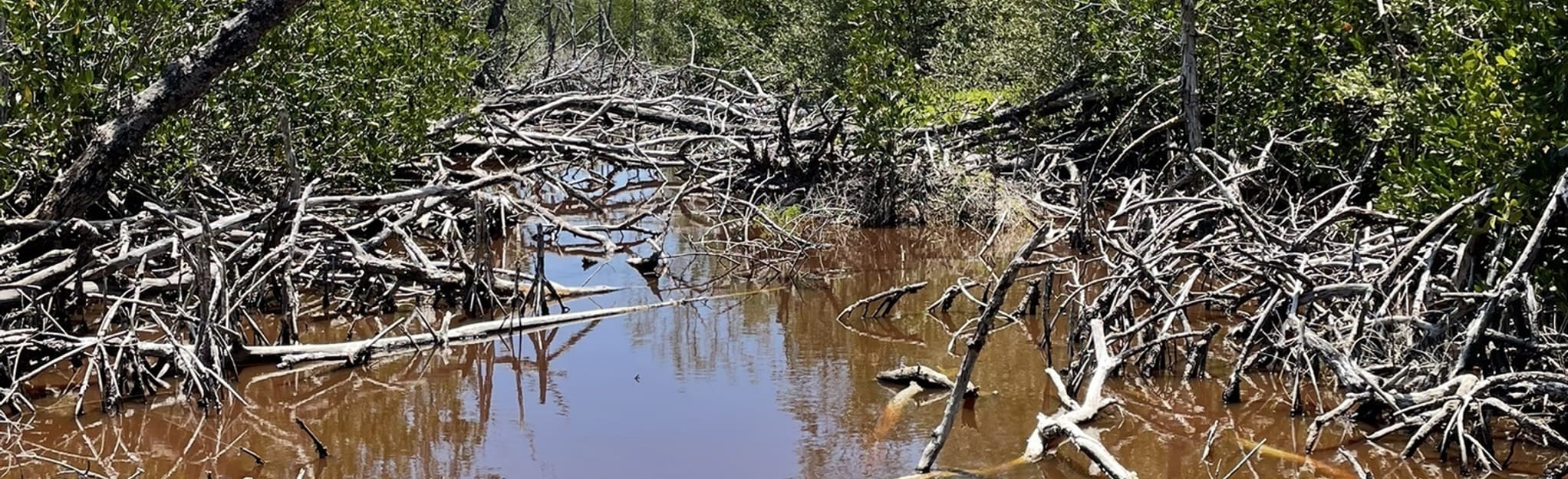 Christian Point Trail : 9 Photos - Floride | Randonnée | AllTrails