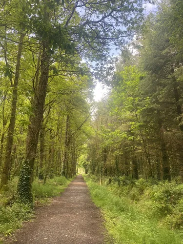 Best Hikes and Trails in Mountbellew Forest | AllTrails