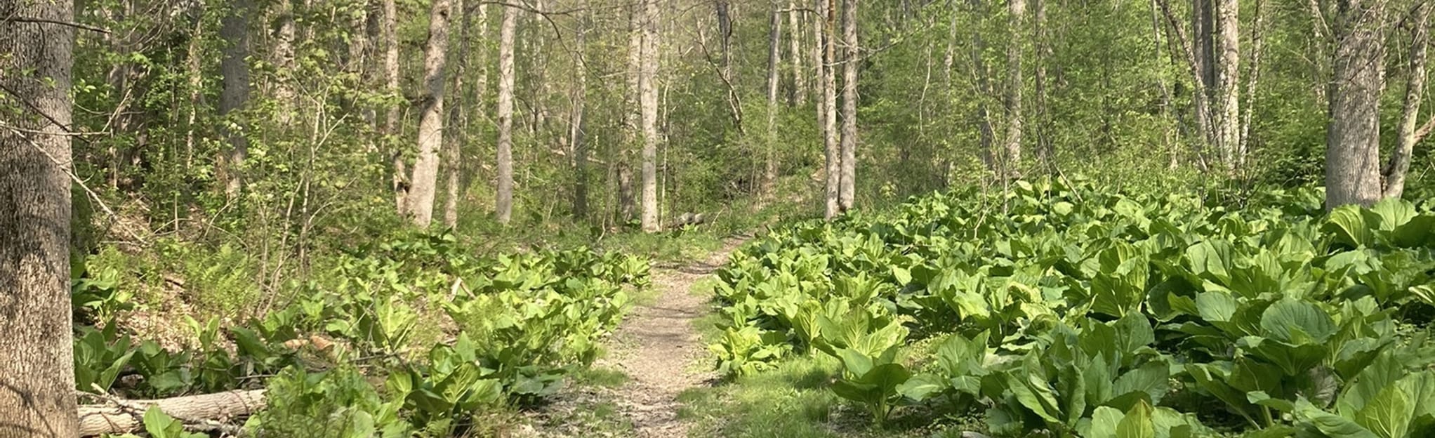 Saint George River Trail from Payson Park, Maine - 26 Reviews, Map ...