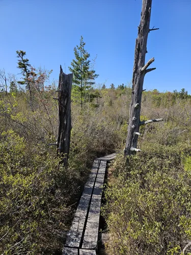 Best Hikes and Trails in Hawley Bog Preserve | AllTrails