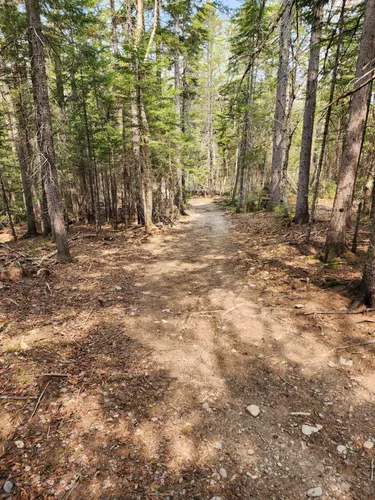 Best Forest Trails in Hanwell | AllTrails