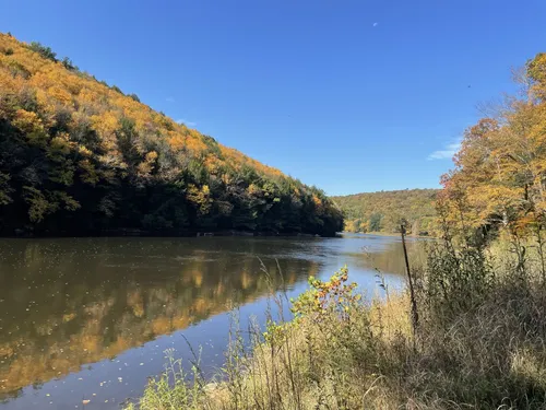 10 Best Hikes and Trails in Cook Forest State Park | AllTrails