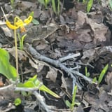 Emigration Canyon Ridgeline Trail, Utah - 315 Reviews, Map | AllTrails