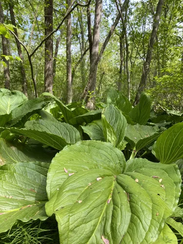 Best Hikes and Trails in Crane Swamp Conservation Area | AllTrails