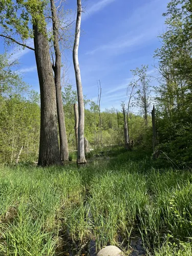 Best Walking Trails in Holt | AllTrails