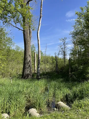 Best Walking Trails in Holt | AllTrails