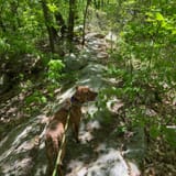 Whitestone Cliffs Trail, Connecticut - 570 Reviews, Map | AllTrails