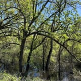 The Meadows Slough Trail, California - 380 Reviews, Map | AllTrails