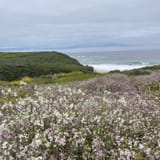 Garrapata Beach: Calla Lily Valley, California - 477 Reviews, Map ...