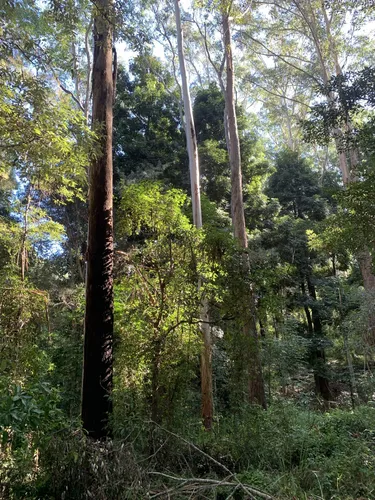 Best Hikes and Trails in Cumberland State Forest | AllTrails