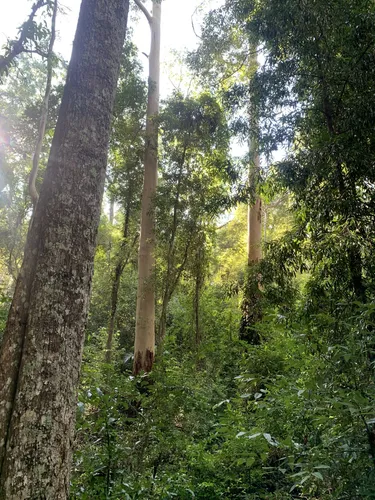 Best Hikes and Trails in Cumberland State Forest | AllTrails