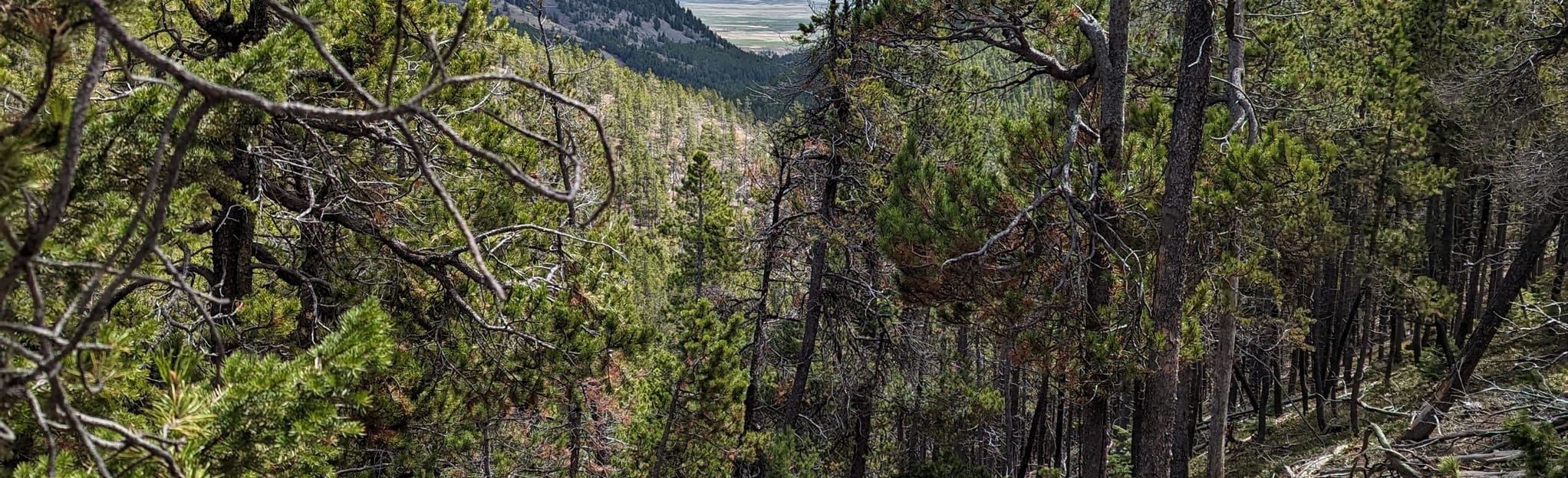 Collar Peak, Montana - 11 Reviews, Map | AllTrails