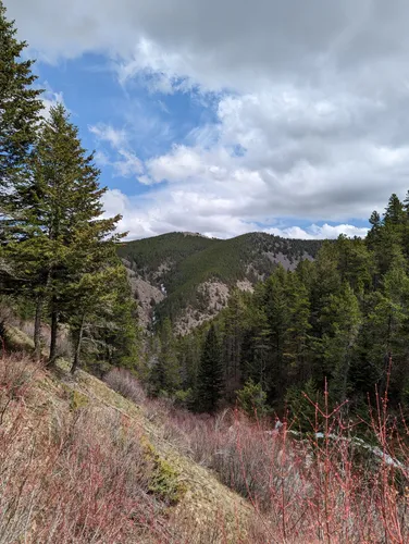 Best Forest Trails in Hilger | AllTrails