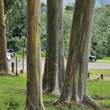 Keahua Forestry Arboretum, Kaua'i, Hawaii - 95 Reviews, Map | AllTrails