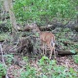 Schenley Park Double Loop, Pennsylvania - 1,005 Reviews, Map | AllTrails