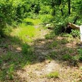 Torreya Challenge, Florida - 234 Reviews, Map | AllTrails