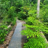 Torreya Challenge, Florida - 234 Reviews, Map | AllTrails