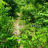 Torreya Challenge, Florida - 234 Reviews, Map | AllTrails