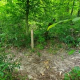 Torreya Challenge, Florida - 234 Reviews, Map | AllTrails