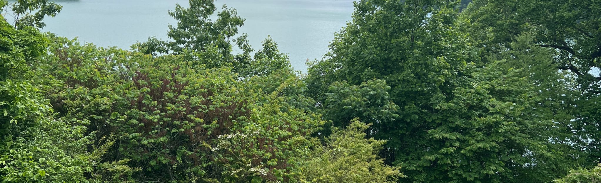 Watauga Lake Dam Overlook, Tennessee - 41 Reviews, Map | AllTrails