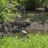 Crew Bird Rookery Swamp, Florida - 464 Reviews, Map | AllTrails