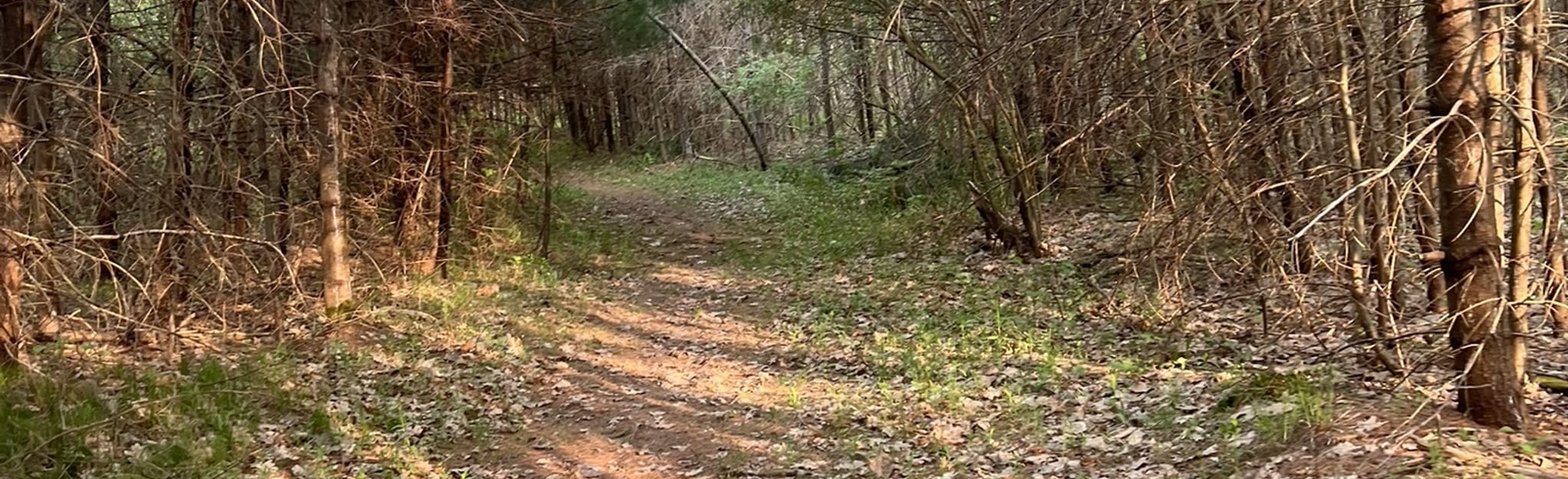 Forest Trail, White Pine Path, and Town Forest Trek Loop: 8 Reviews ...