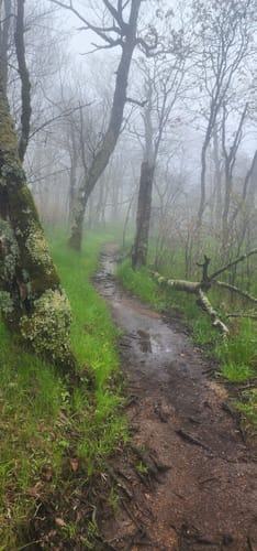 Best Hikes and Trails in Emerald Outback Trail System | AllTrails