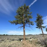 Boyd Cave, Oregon - 198 Reviews, Map | AllTrails