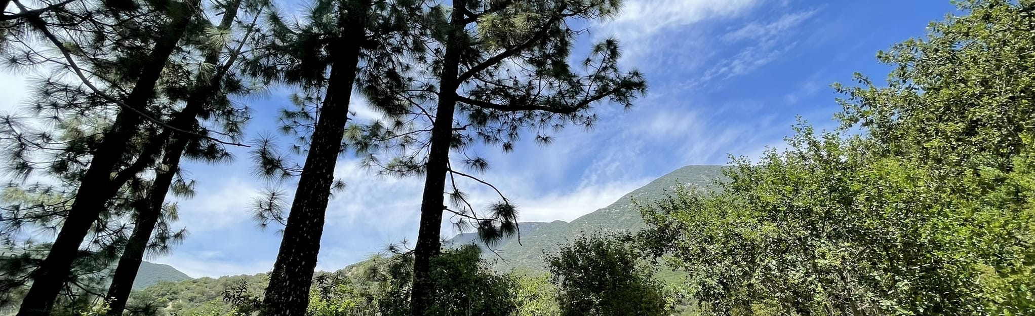 Brown Mountain Ken Burton Loop Trail: 43 Reviews, Map - California ...