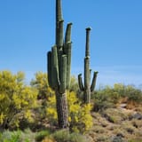 Jacob's Crosscut and Siphon Draw Trail , Arizona - 1,112 Reviews, Map ...