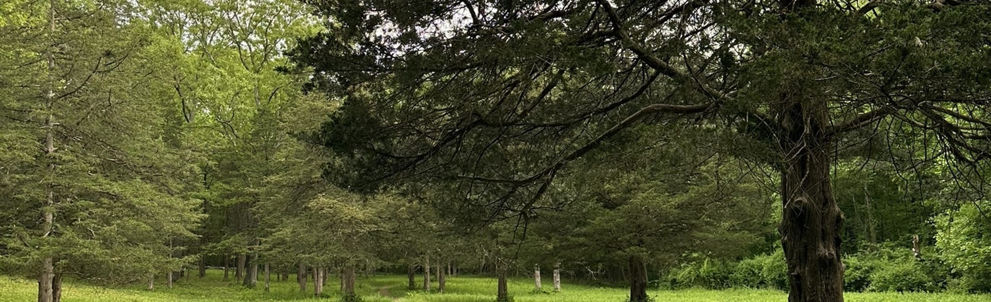 Alice Newton Blue and Yellow Trail Loop, Connecticut - 145 Reviews, Map ...