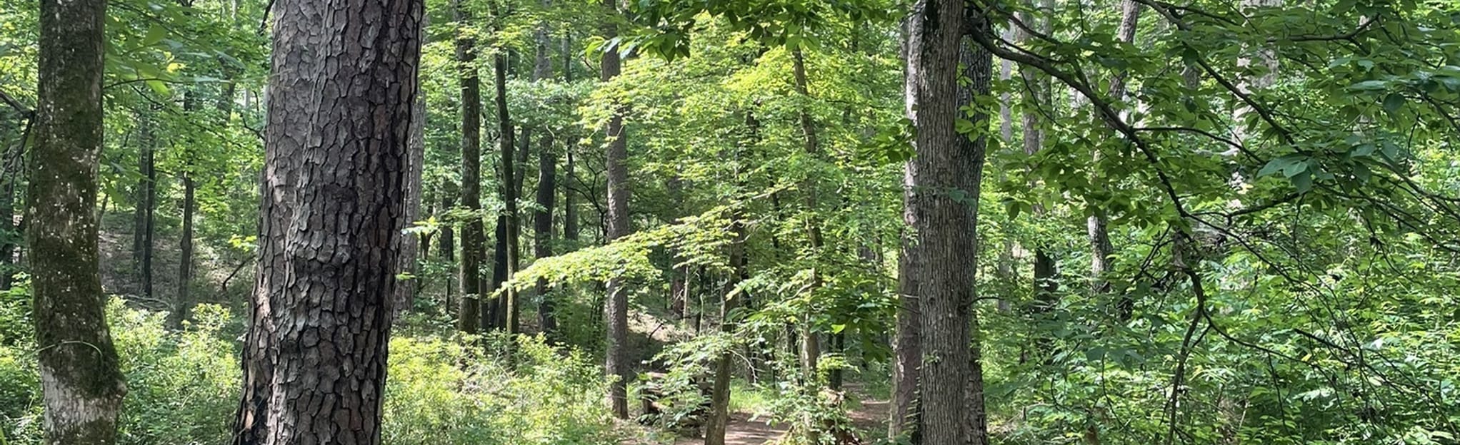 Tyler State Park C and D Loop Trail, Texas - 845 Reviews, Map | AllTrails