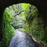 Te Rerenga Tunnel Trail, Bay of Plenty, New Zealand - 75 Reviews, Map ...