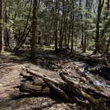 Morrison and Rimrock Trail Loop, Pennsylvania - 441 Reviews, Map ...