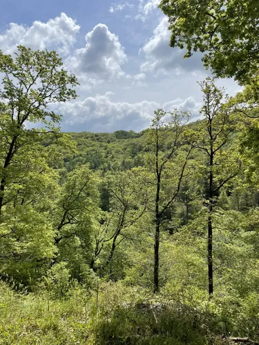 10 Best River Trails in Tamar Valley National Landscape (AONB) | AllTrails