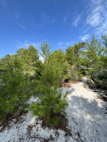 Best Hikes and Trails in Seabranch Preserve State Park | AllTrails