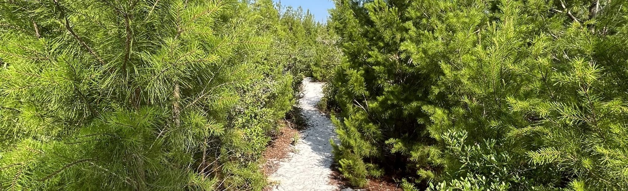 Seabranch Preserve North Loop, Florida - 242 Reviews, Map | AllTrails