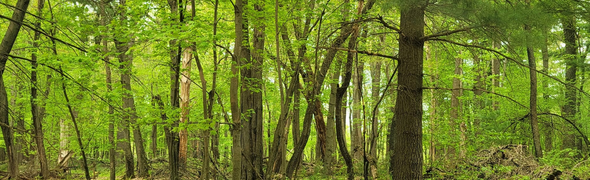 Boot Lake SNA Trail: 6 Reviews, Map - Minnesota | AllTrails