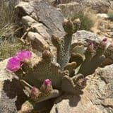 Tiefort Mountain, California - 35 Reviews, Map | AllTrails