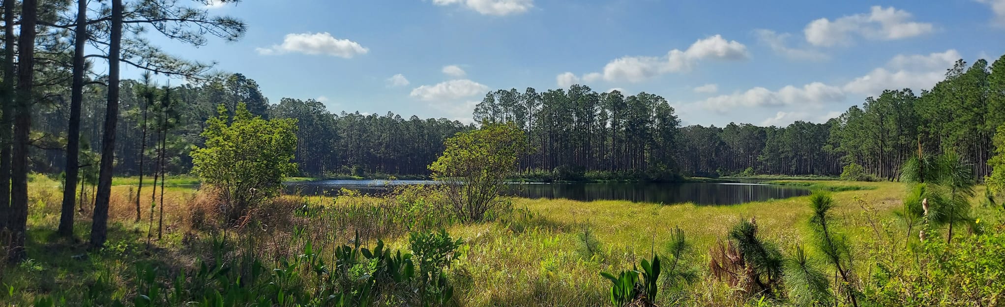 Split Oak North/South Trail, 1.131 Fotos - Florida | AllTrails