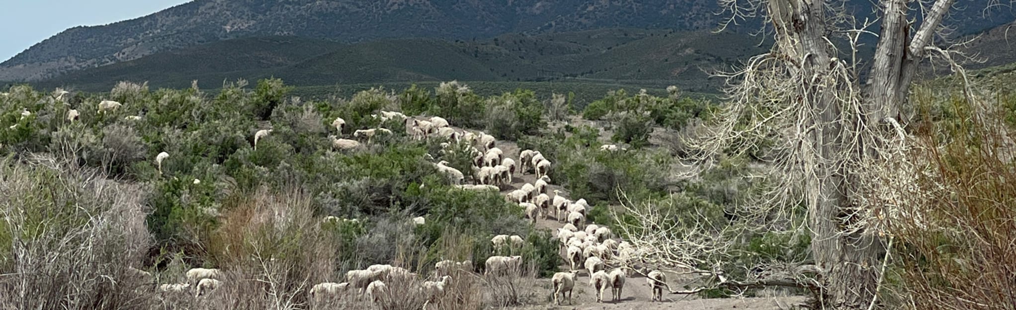 Piute Reservoir Lakeside Trail: 4 Reviews, Map - Utah | AllTrails